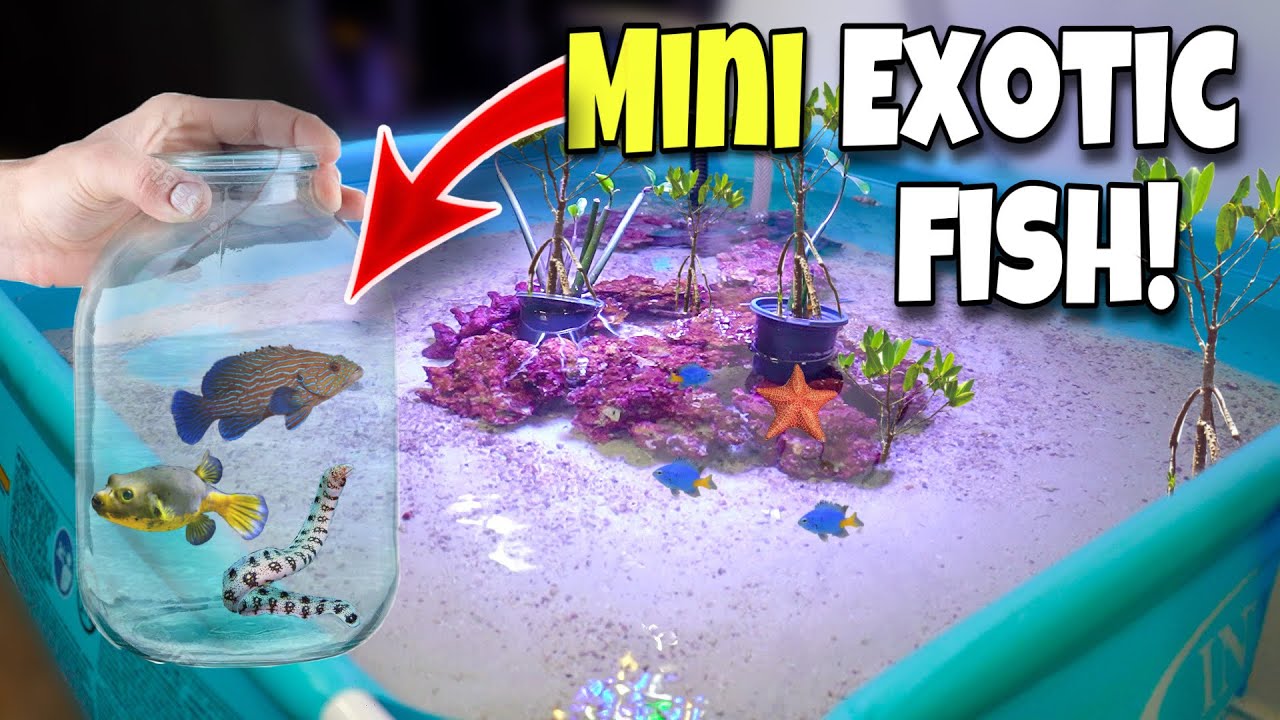 Adding mini exotic grouper and puffer fish to my mini pond!
