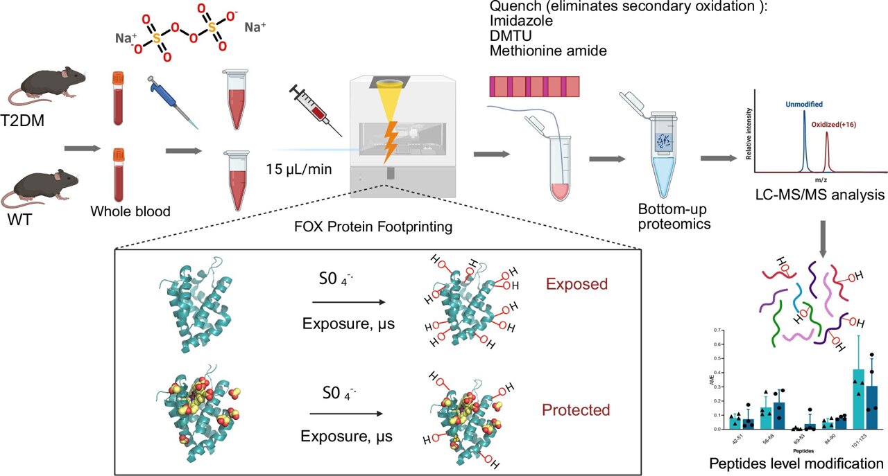 Protein shape mapping could detect diseases before symptoms appear