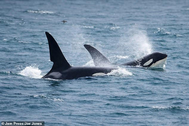 Ultra-rare orca attack on surfer who was paddling in ocean as beast ...