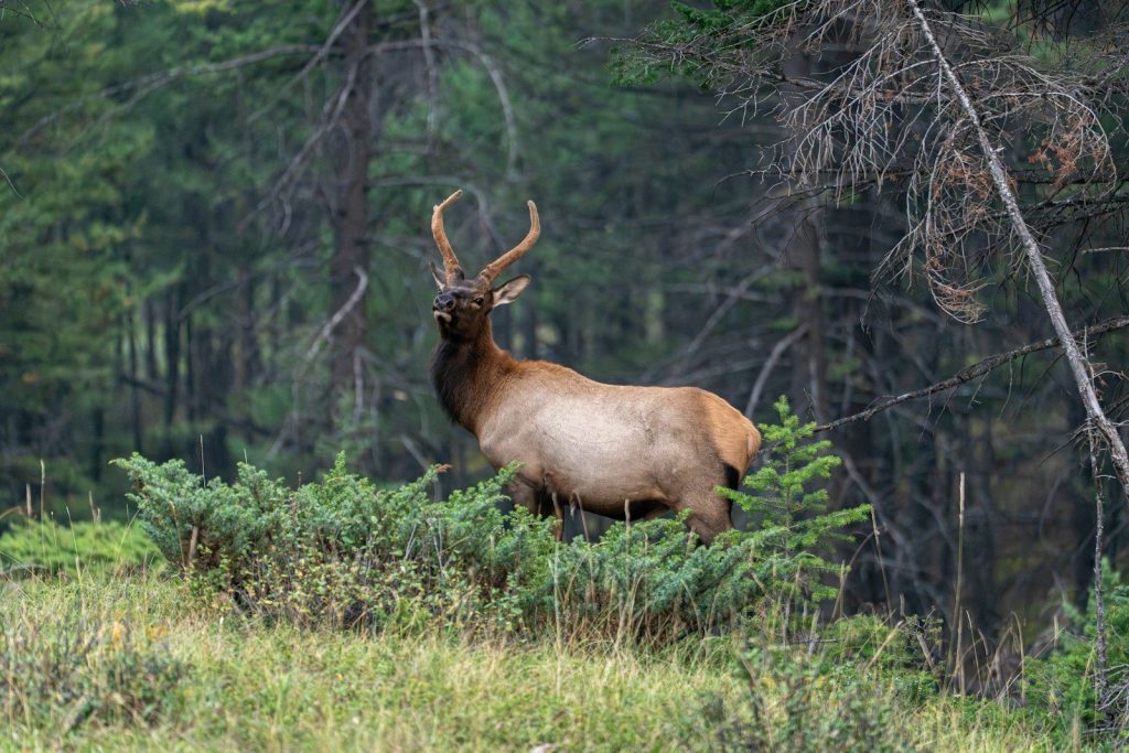 7 remarkable things you never knew about Canadian wild elk