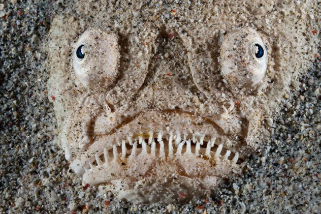 This 'terrifying' fish will give you nightmares