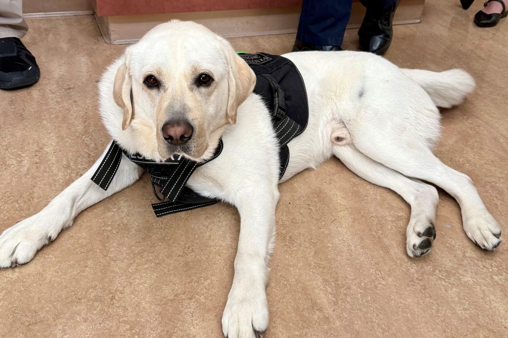 San Mateo police introduce Quinn, K-9 trained to sniff out hidden ...
