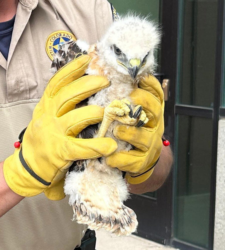 Colorado Parks and Wildlife officers, Colorado Springs firefighters ...