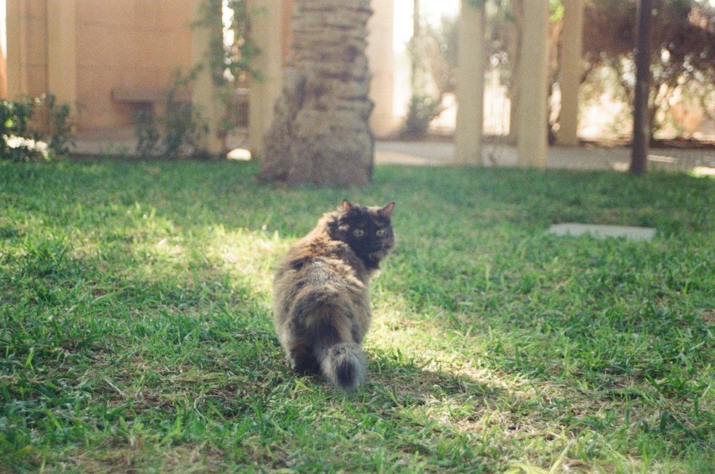 How a wobbly cat invented a clever new trick