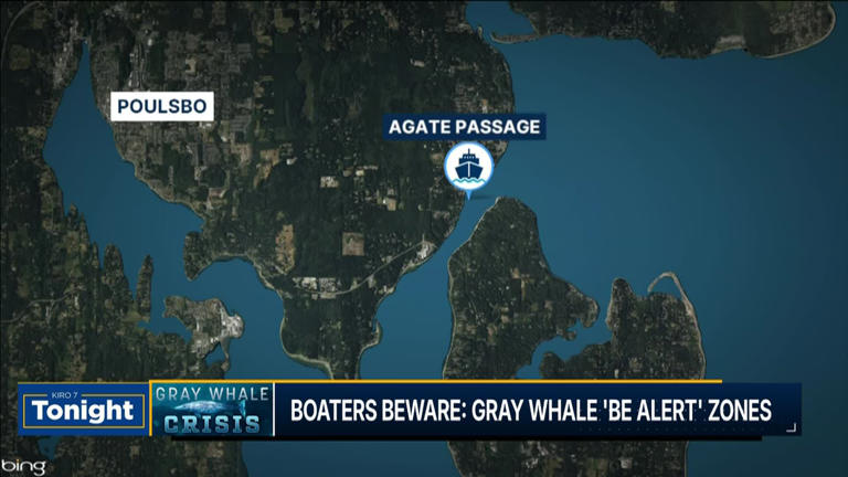 Gray whale stranding numbers in WA increase to 23
