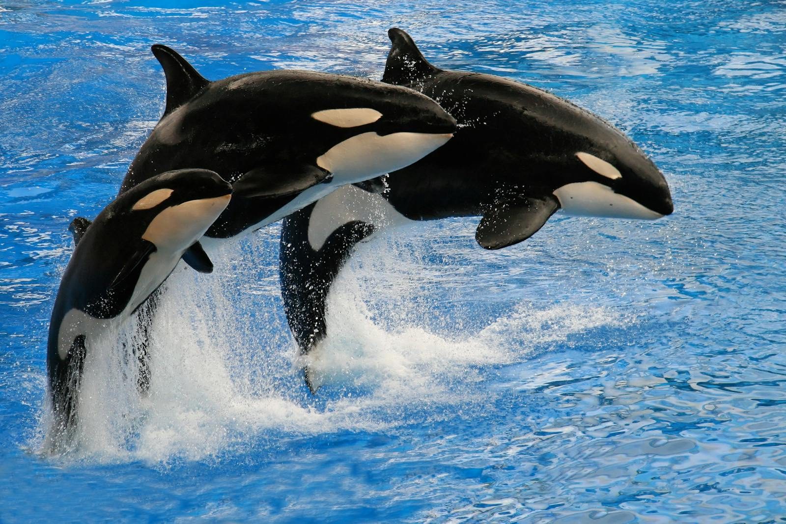 France’s captive orcas face another uncertain future