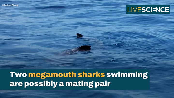 Rare Megamouth Sharks Sighting