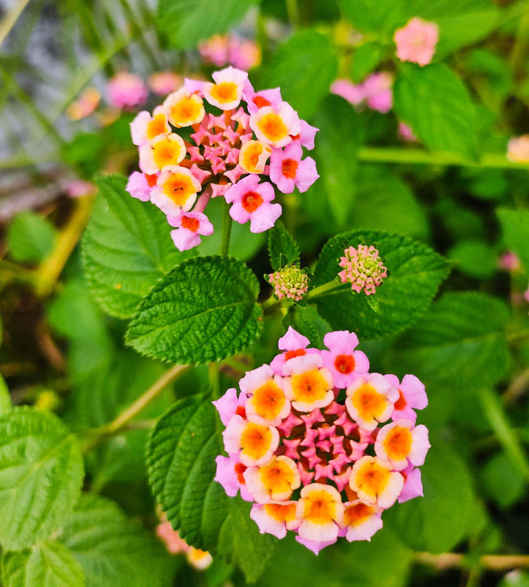 Grow these low-maintenance, full-sun plants for maximum beauty with ...
