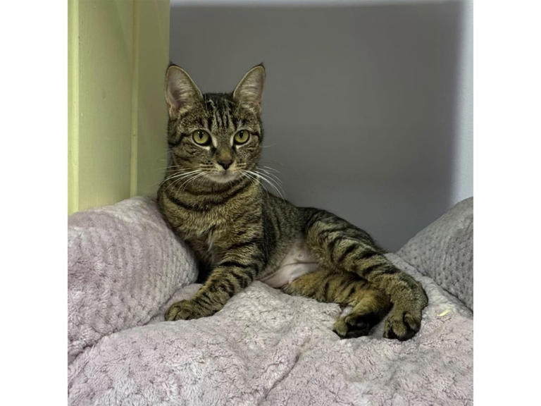 Young mama cat, ready for a home of her own: Huntington adoptable pet ...
