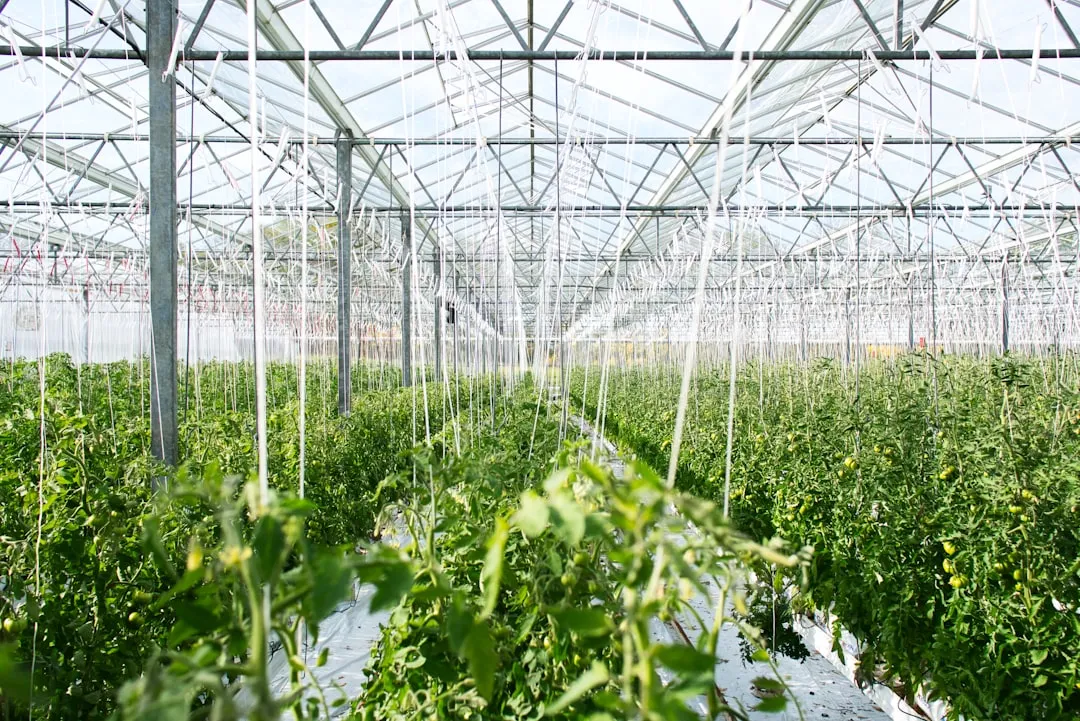 How vertical trellising can double your backyard vegetable harvest