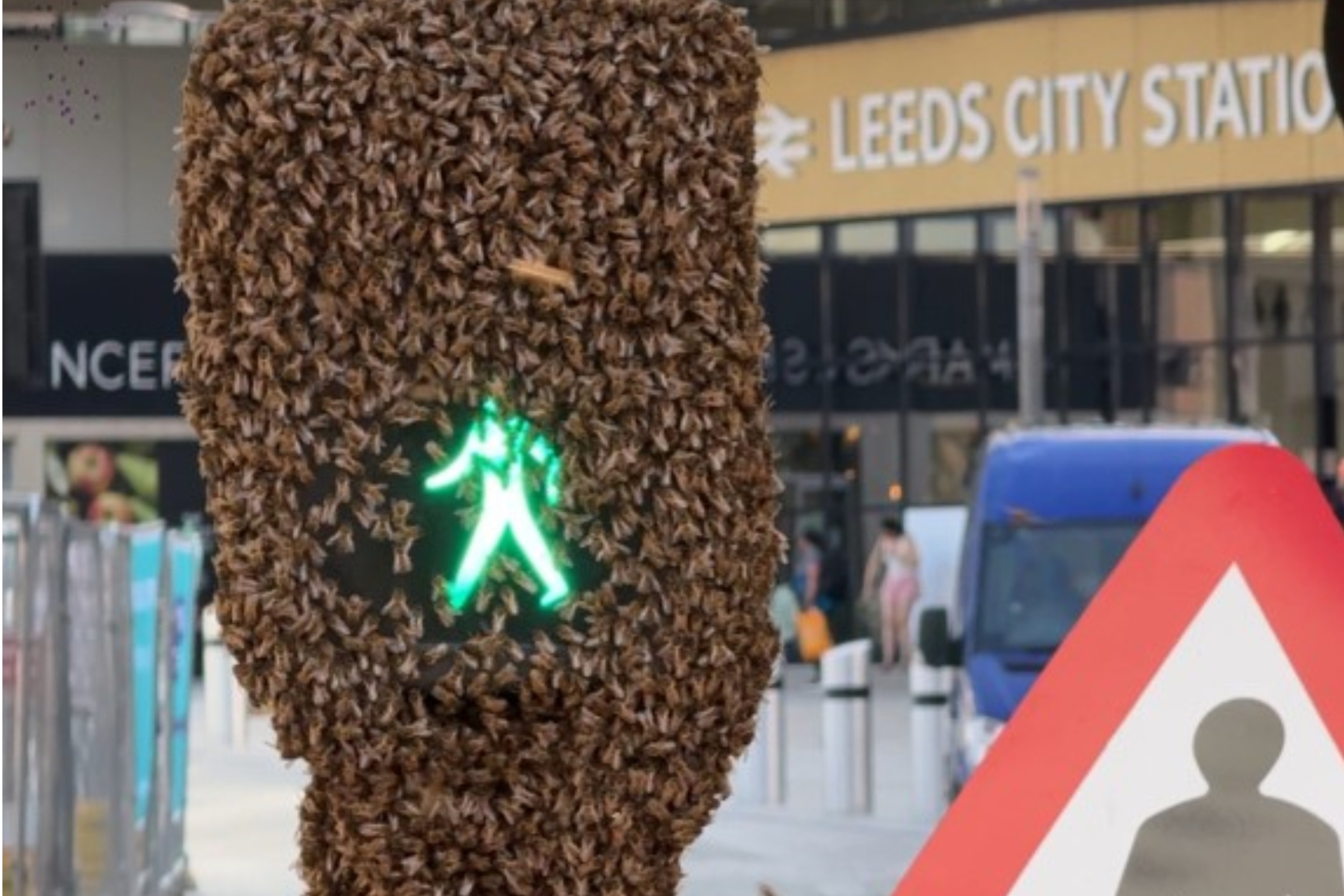 Watch as giant swarm of bees cover Leeds traffic light at busy city ...