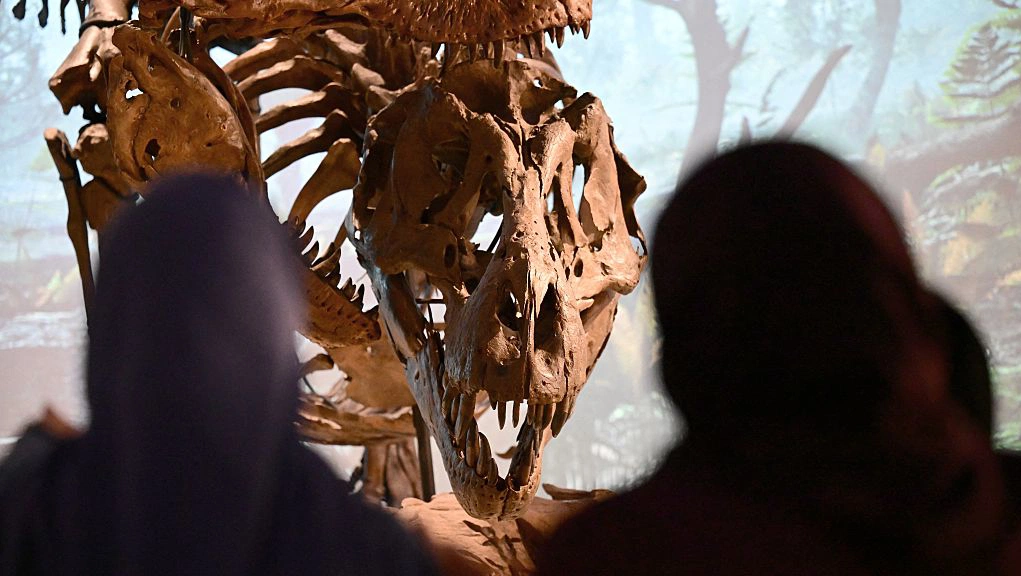 Study links T rex tiny arms to powerful skull evolution
