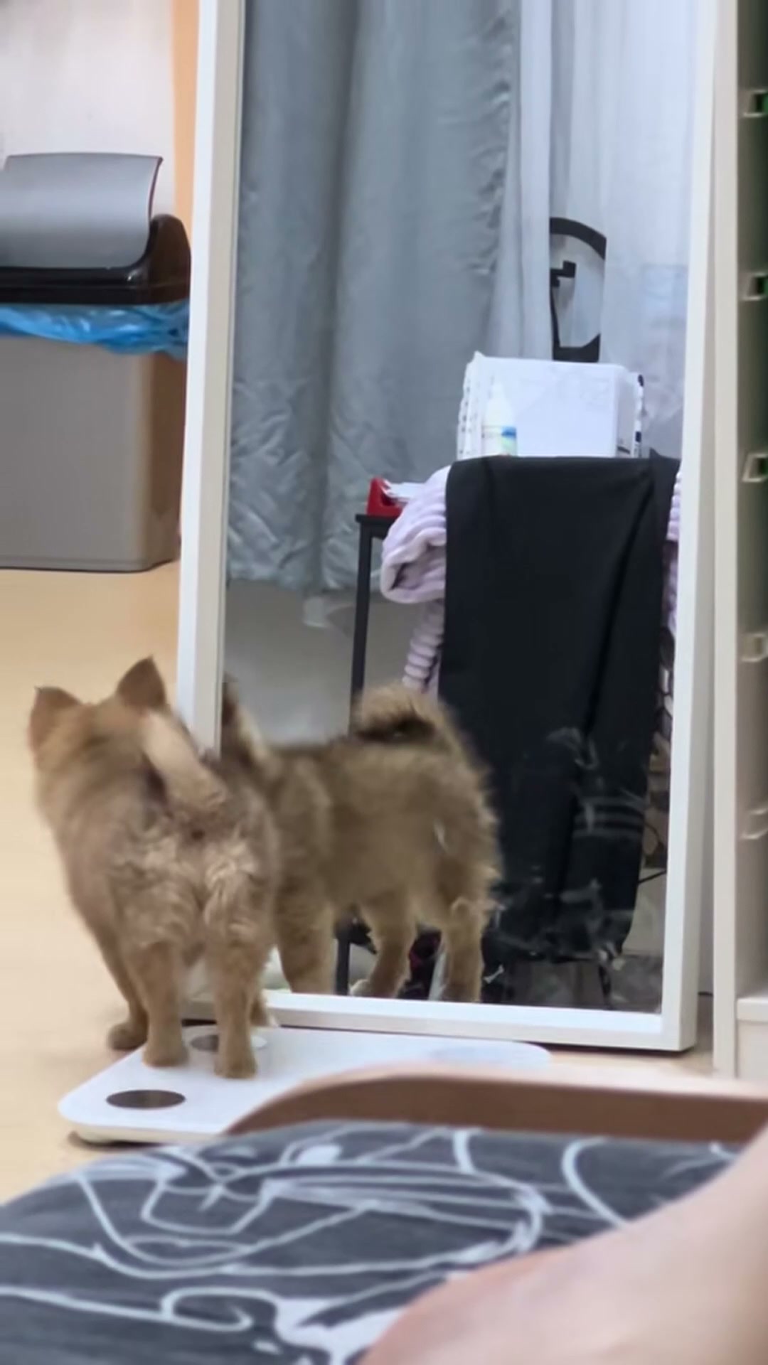 Puppy discovering its reflection in the mirror