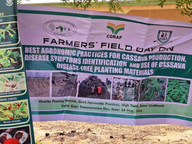 Kebbi farmers warned against deadly cassava mosaic virus