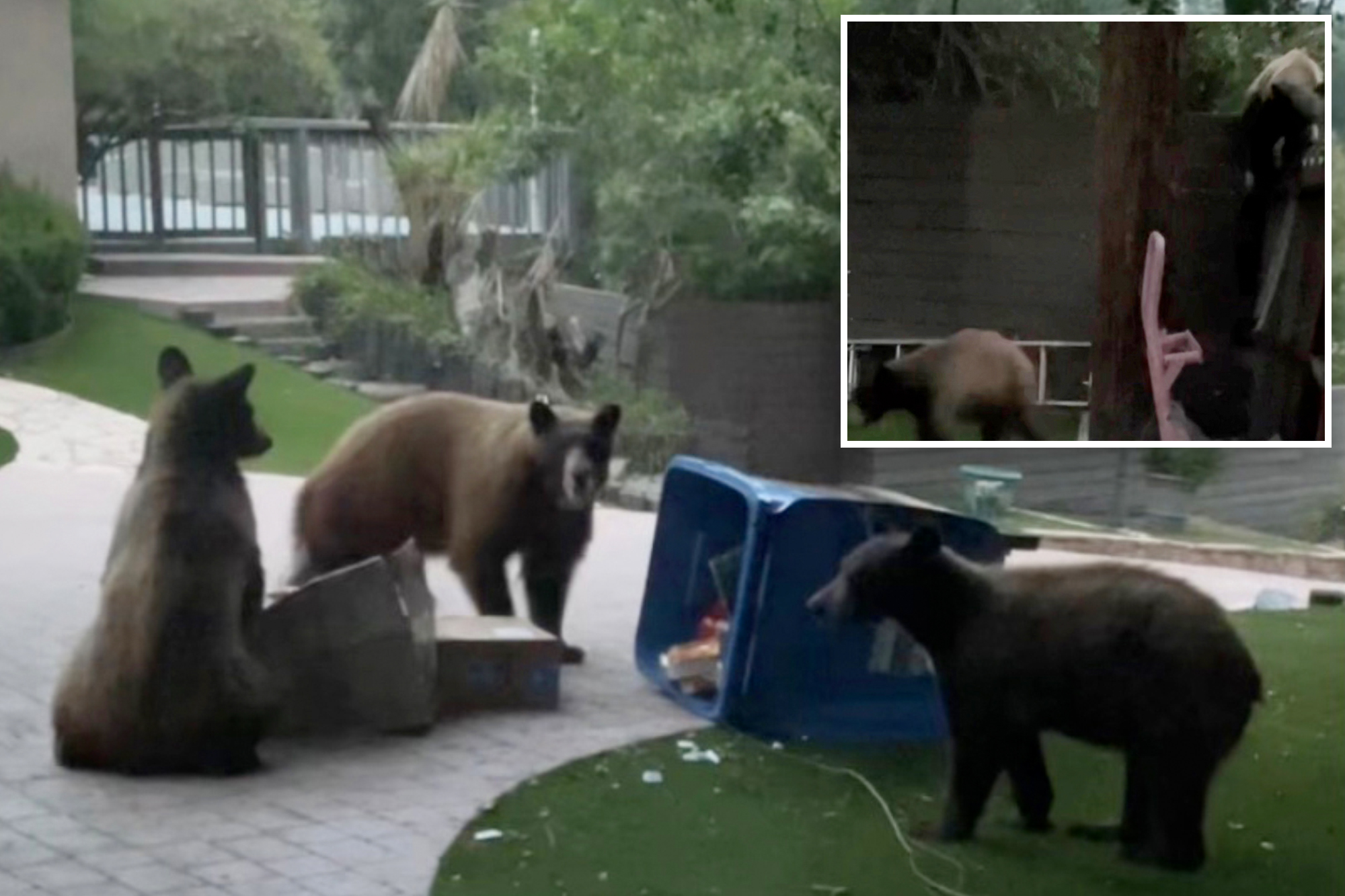 Huge bear family causes chaos outside SoCal home