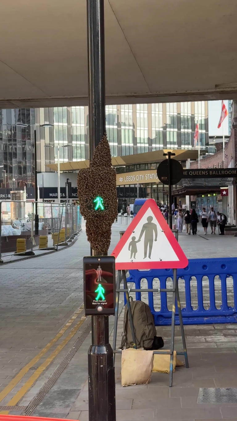 Watch as giant swarm of bees cover Leeds traffic light at busy city ...