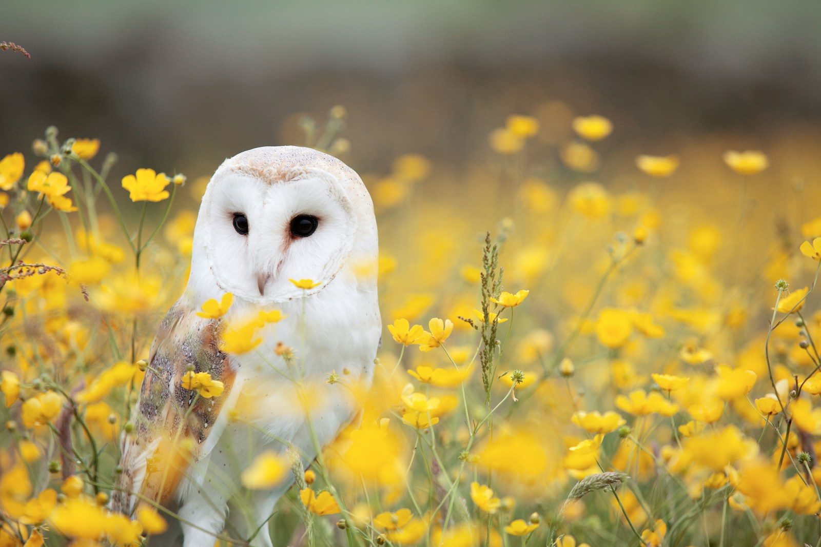 How to attract owls to your yard and why it matters