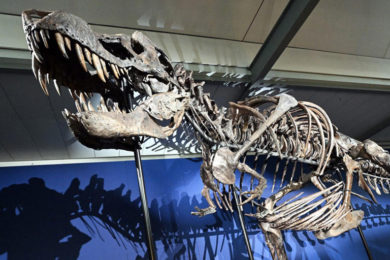 Ever wondered why the T rex had such small arms? Scientists may have ...
