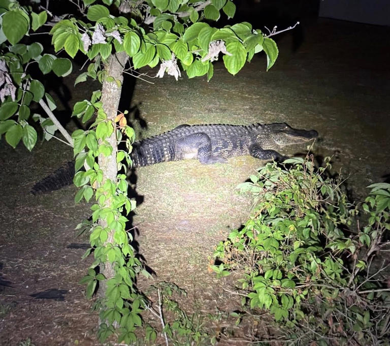 Alligator spotted roaming through yards in NC coastal city