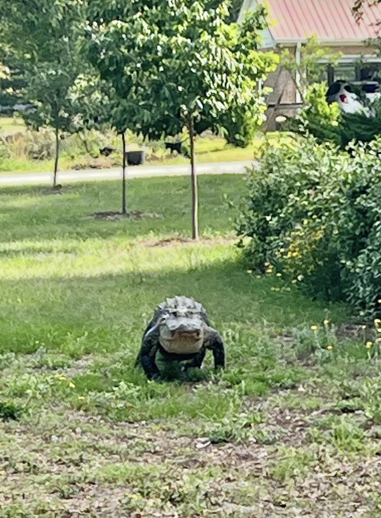 Alligator spotted roaming through yards in NC coastal city
