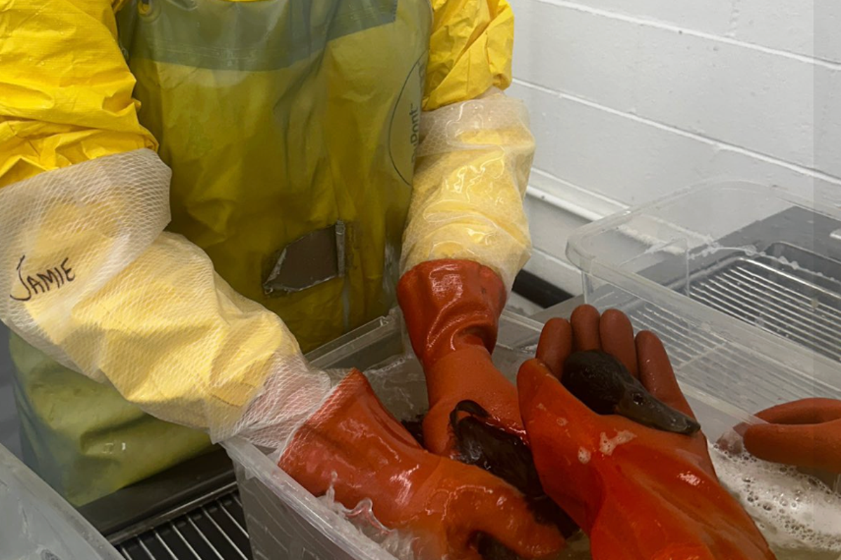 Extensive cleanup underway after oil spill from pipeline in LA