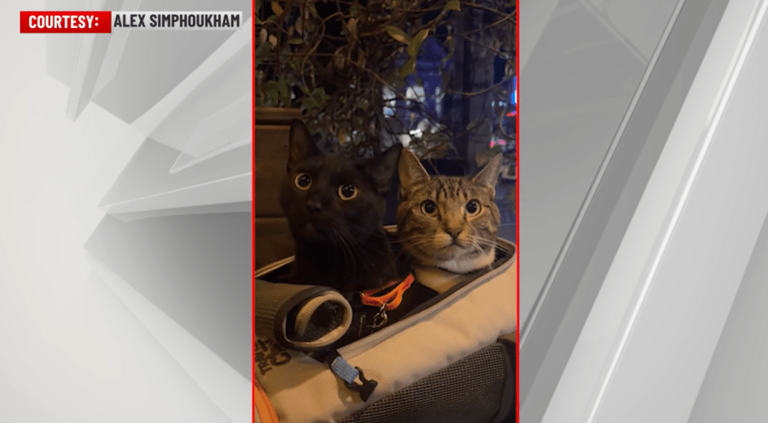 Midtown cat Smino aims to break world record for longest jump