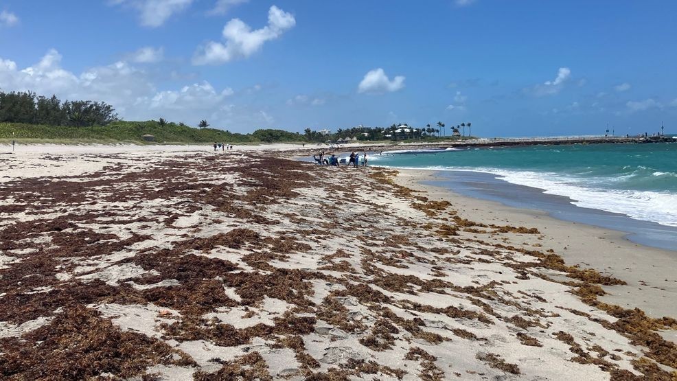 Sargassum seaweed blankets South Florida beaches