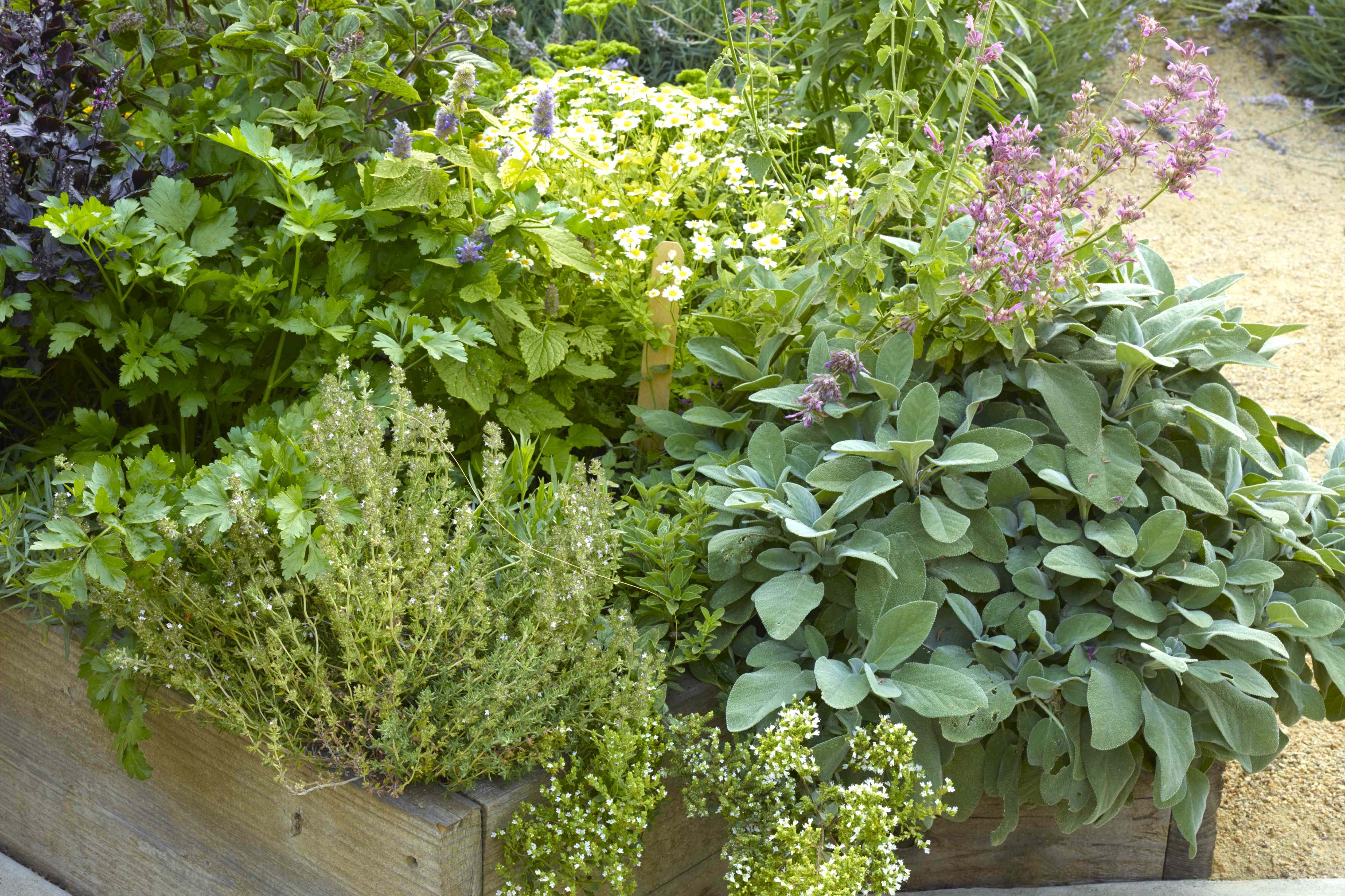 The best culinary herbs to grow for elevating your favorite meals
