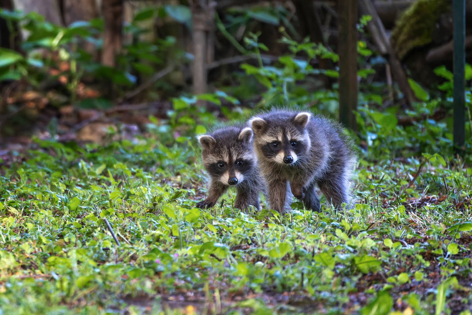 Watch adorable raccoon pups meet a gentle German shepherd in viral ...