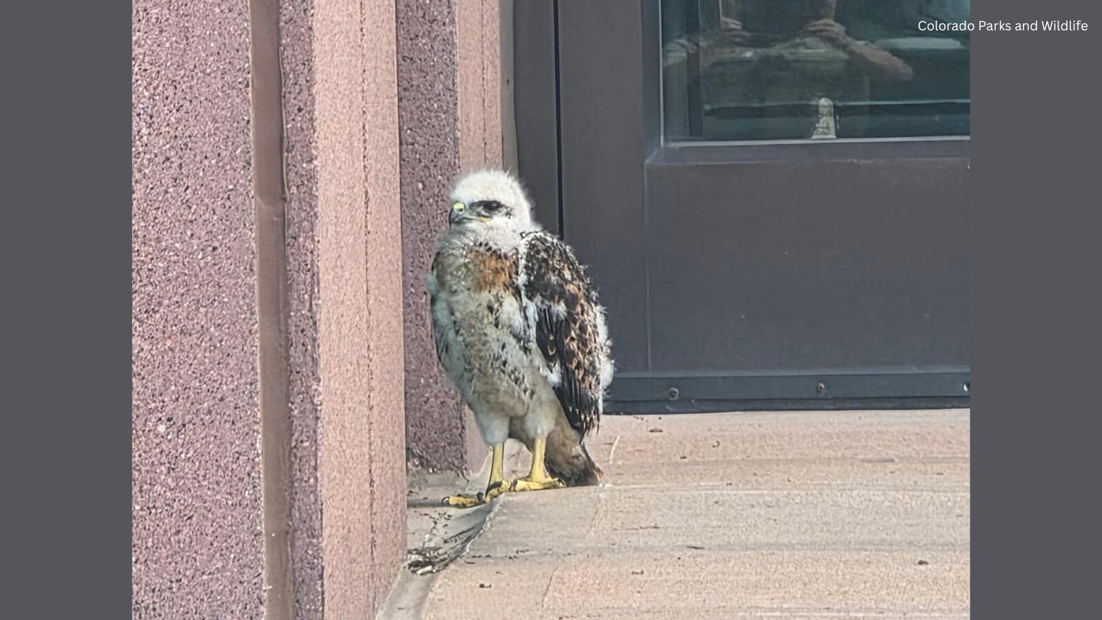 Colorado Parks and Wildlife officers, Colorado Springs firefighters ...