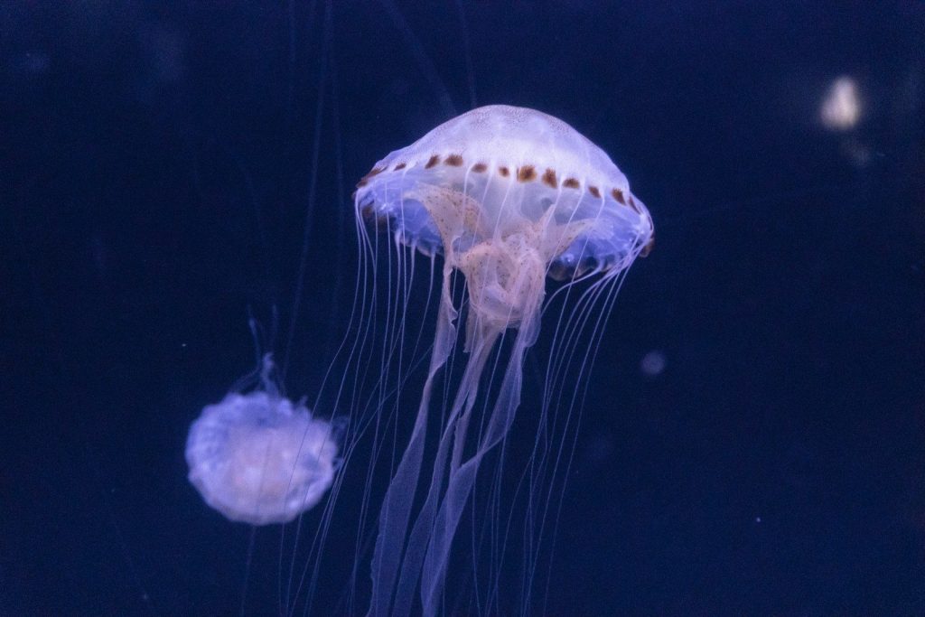 The animal bites and stings humans say hurt the most