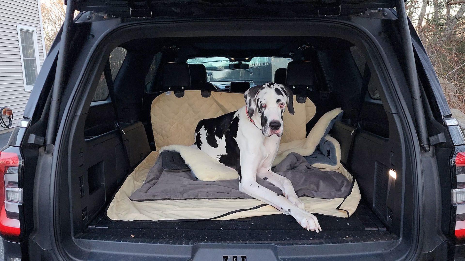 Tallest dog living (female) - Minnie Nogacek at 97.50cm