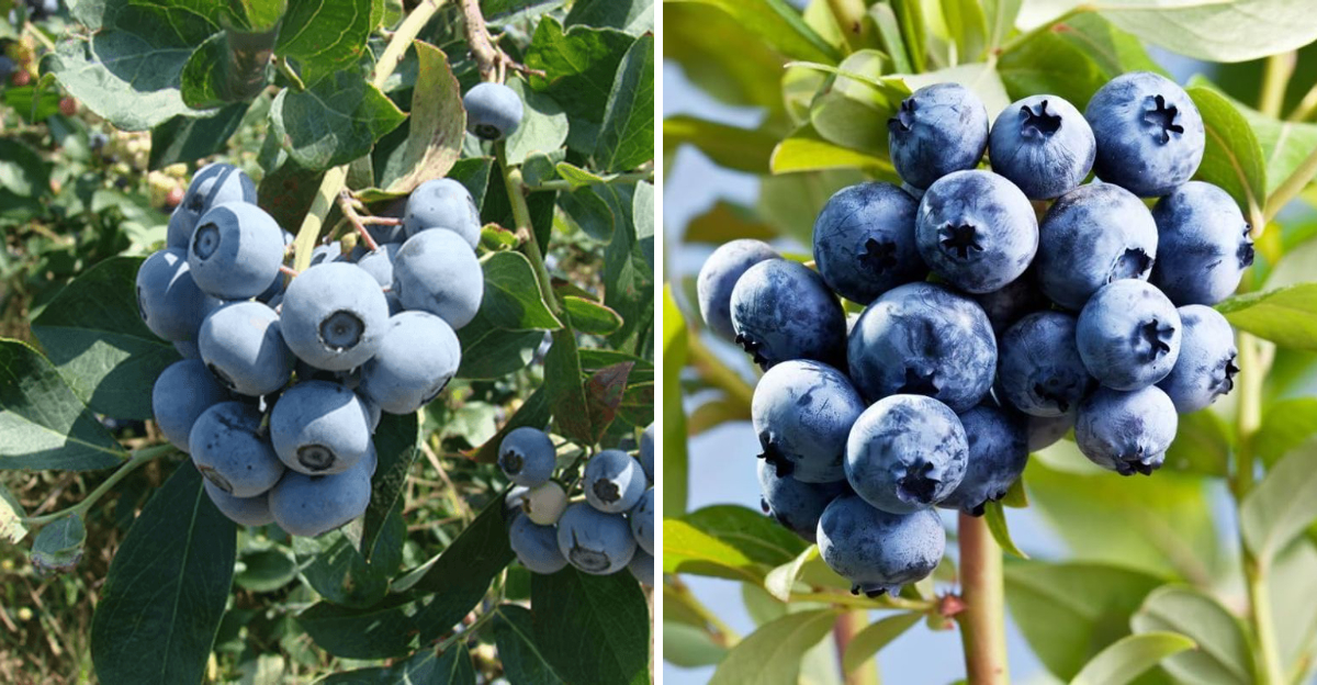 15 types of blueberries and how they differ