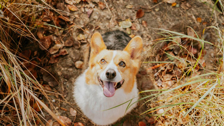 Mom's clever solution to her corgi's gross habit has pet parents applauding