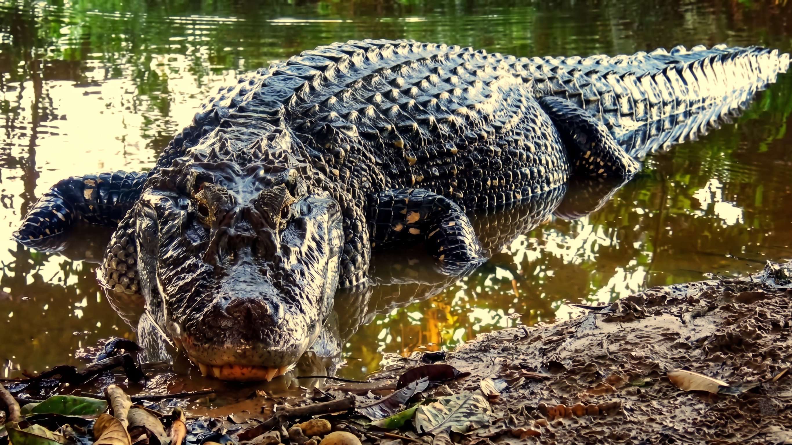 This black caiman snatched an 11-year-old - and nobody could stop it