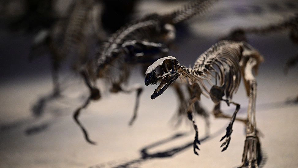 80m-year-old ostrich-like dinosaur fossil found off Canada coast