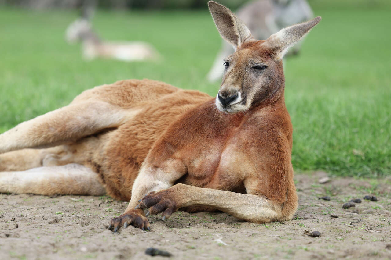 Escaped kangaroo is captured after running loose in Waco