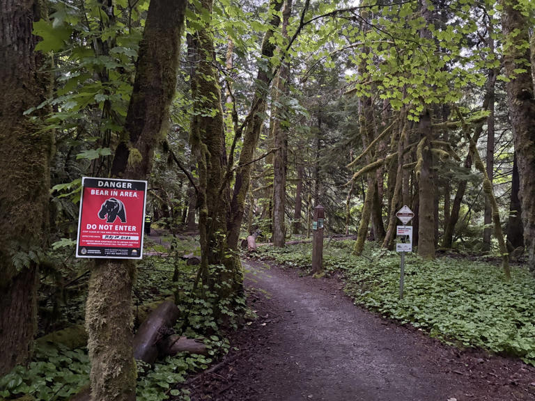 Black bear attacks jogger in Squamish. What do you do if you encounter one?