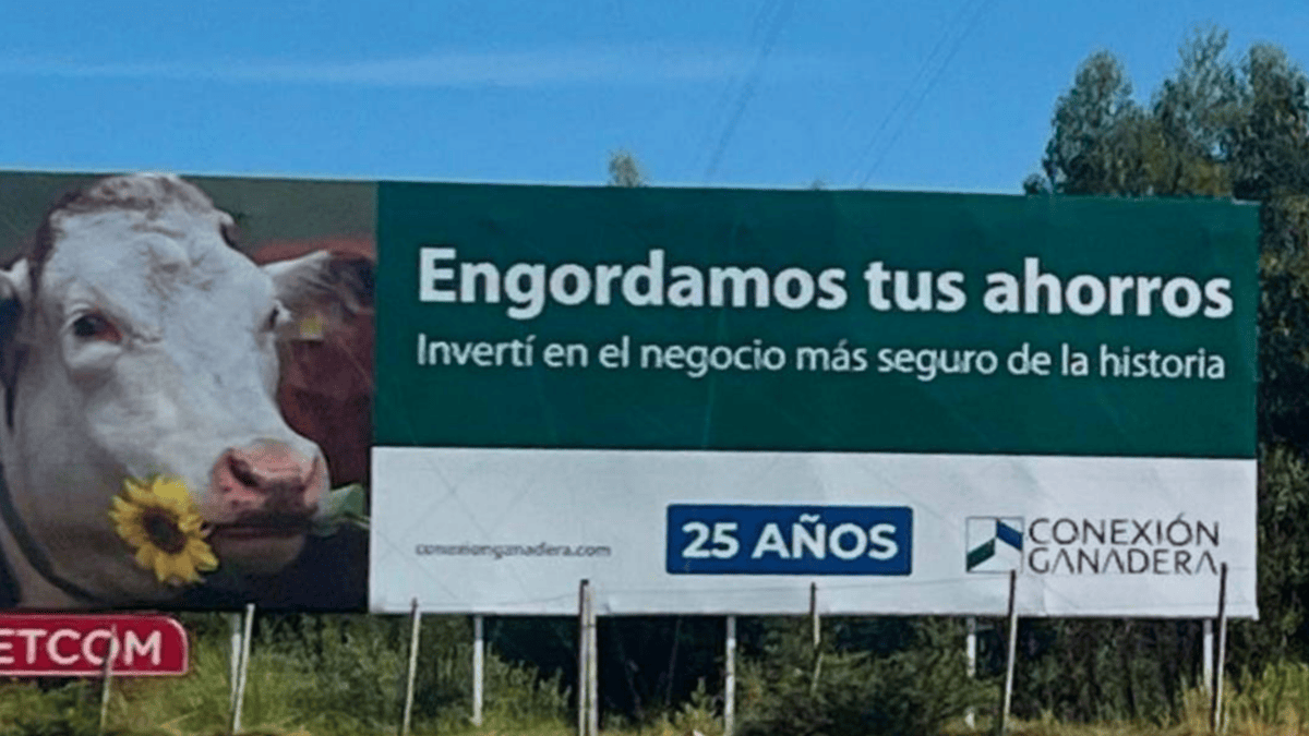Conexión ganadera: abogados denuncian a un cura, una escribana y un ...