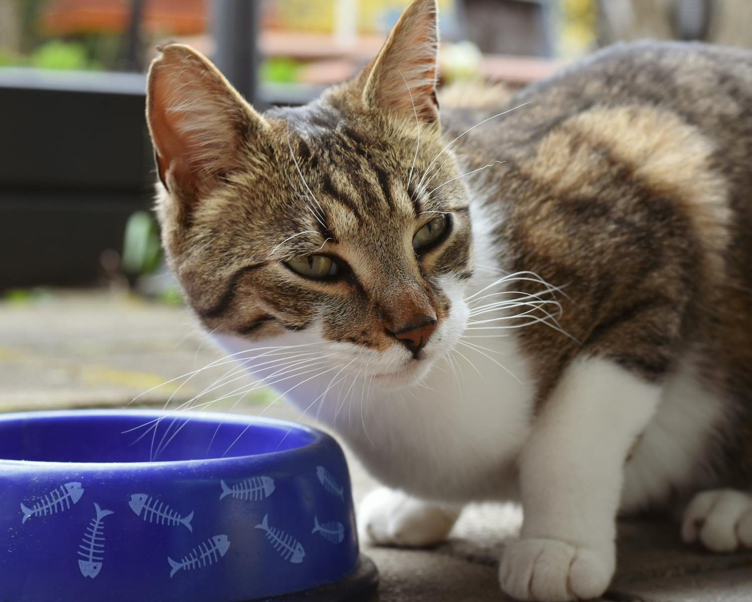 Why does this hungry cat keep rocking her food bowl?