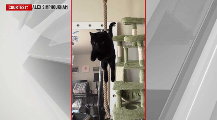Midtown cat Smino aims to break world record for longest jump
