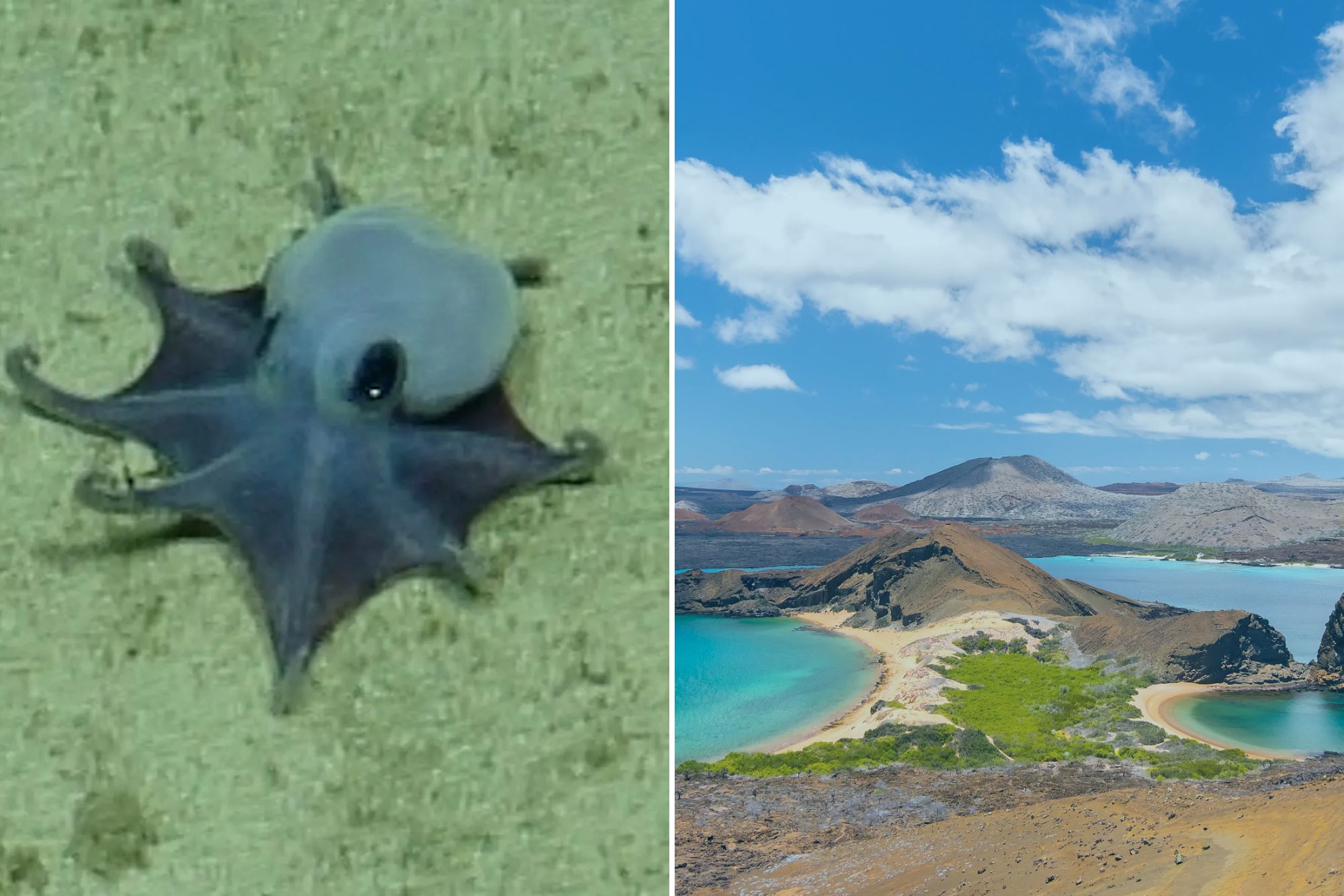 Tiny, blue octopus species discovered — and scientists think it’s ...
