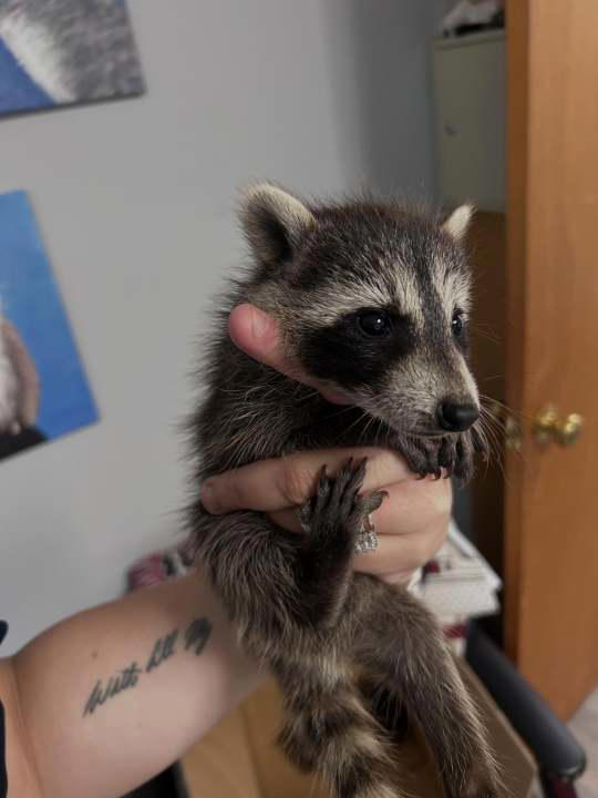 Beaufort County EMS rescues baby raccoons