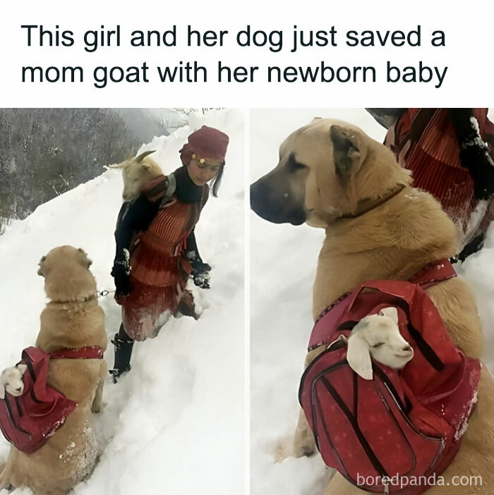44 funny situations with animals that were perfect to make memes out of