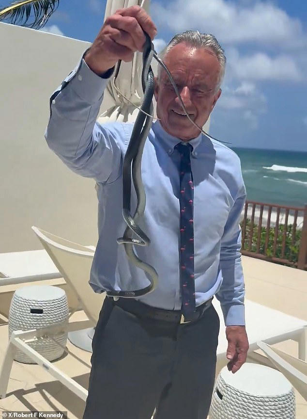 RFK Jr catches two snakes with his bare hands while his wife Cheryl squeals