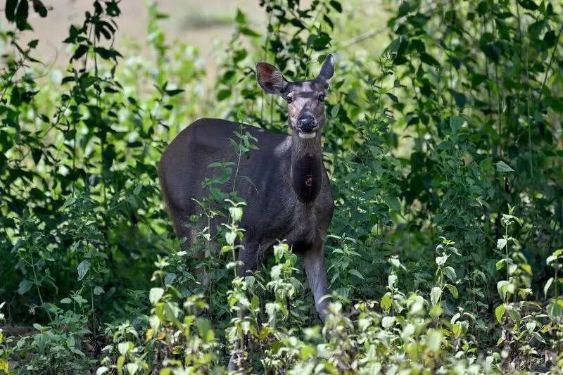 Rare sambar deer rescued in Fatehabad, shifted to Hisar Deer Park