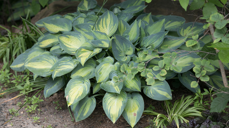 Skip hostas: There's another shade plant that adds color & beauty to ...