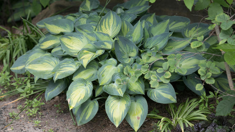 Skip hostas: There's another shade plant that adds color & beauty to ...