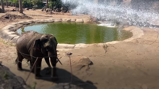 Zoo animals spotted cooling down during heatwave