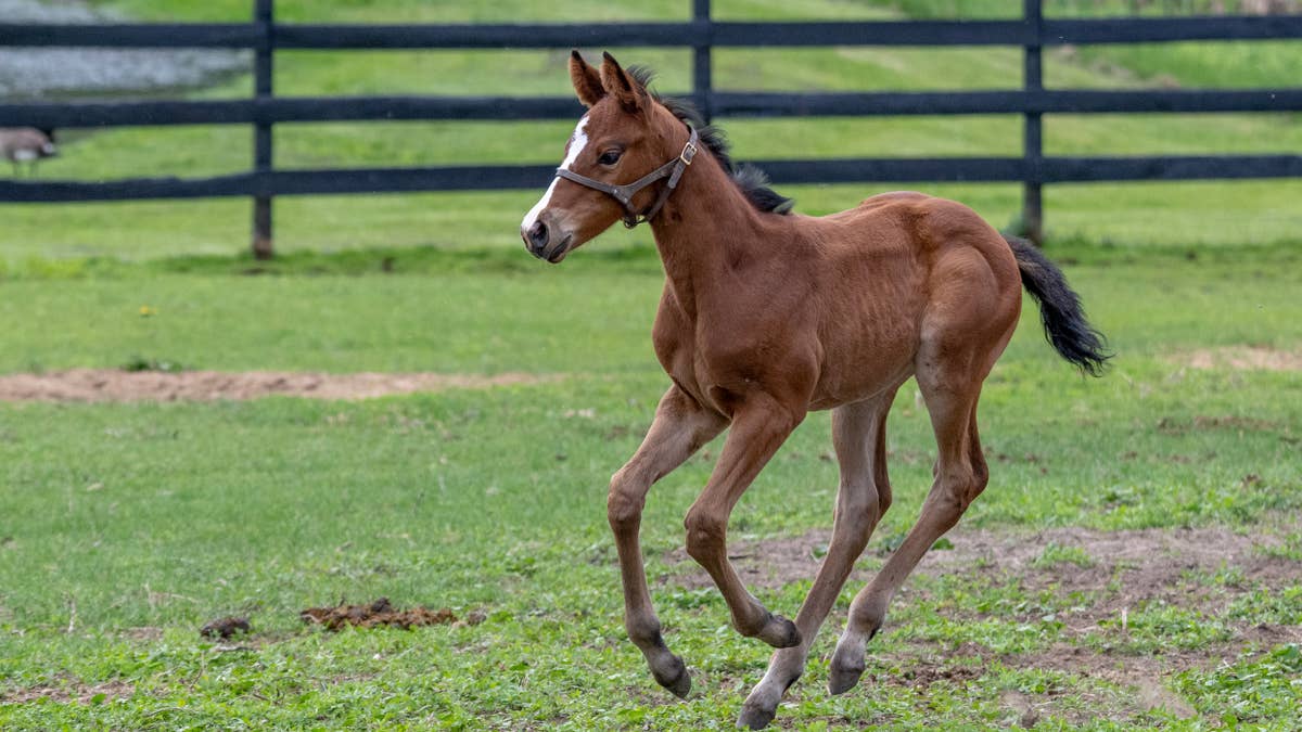 Rockridge Stud Announces Naming Contest For Americanrevolution Filly In ...